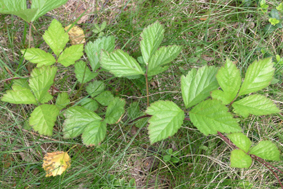 Blomster på Stenvallen