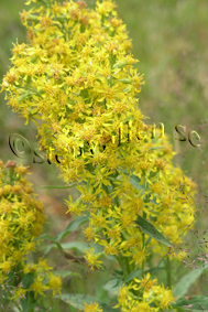 Blomster på Stenvallen