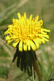 Blomster på Stenvallen
